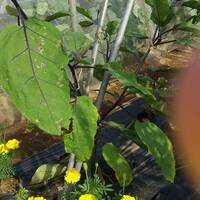 シェア畑garden なんばOCAT(大阪市) | 体験農園なら貸し農園（市民農園）のシェア畑