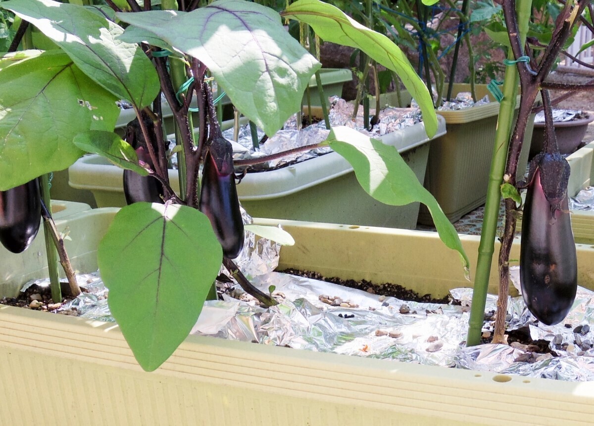 ナスの栽培・育て方を徹底解説！更新剪定や支柱・害虫・病気対策など失敗しないナスの栽培方法ついて詳しく説明 みんなのブログ 体験農園なら